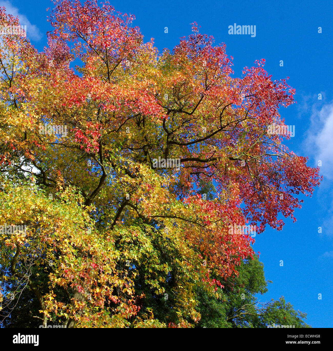Liquidamber styraciflua Tree ( Sweet Gum ) in Autumn Stock Photo - Alamy