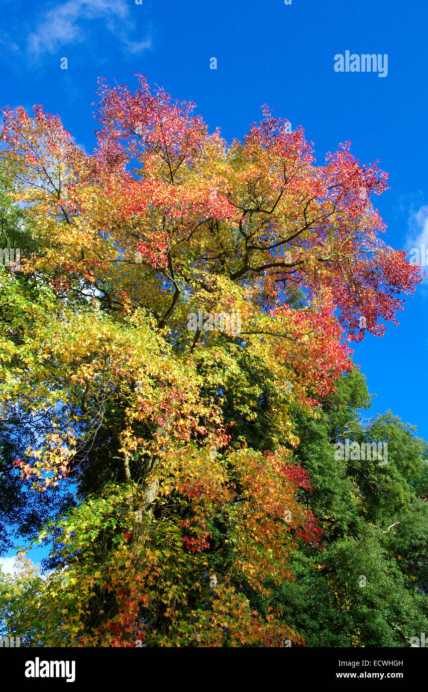 Liquidamber tree hi-res stock photography and images - Alamy
