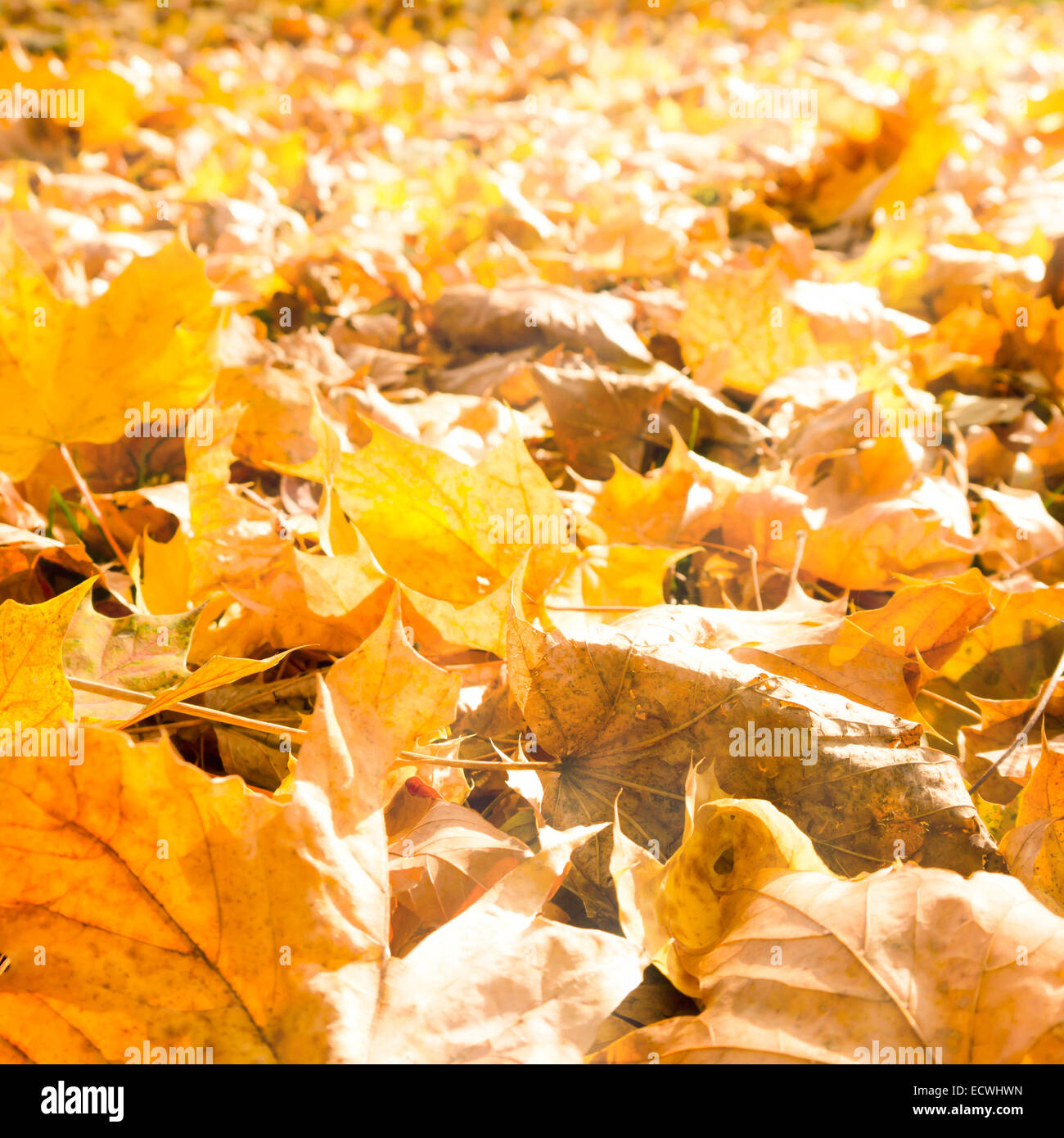 Sunlight fall season hi-res stock photography and images - Alamy