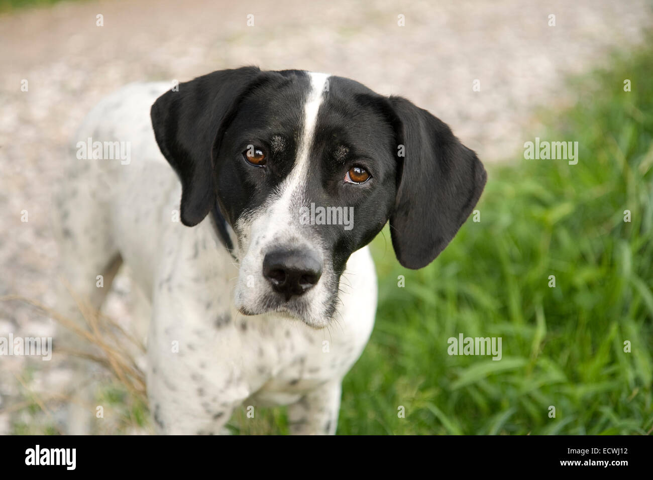 Dog with straight ears hi-res stock photography and images - Alamy