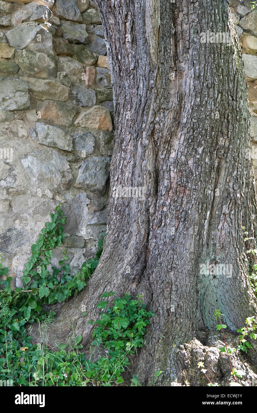 Part of tree against an old wall Stock Photo - Alamy