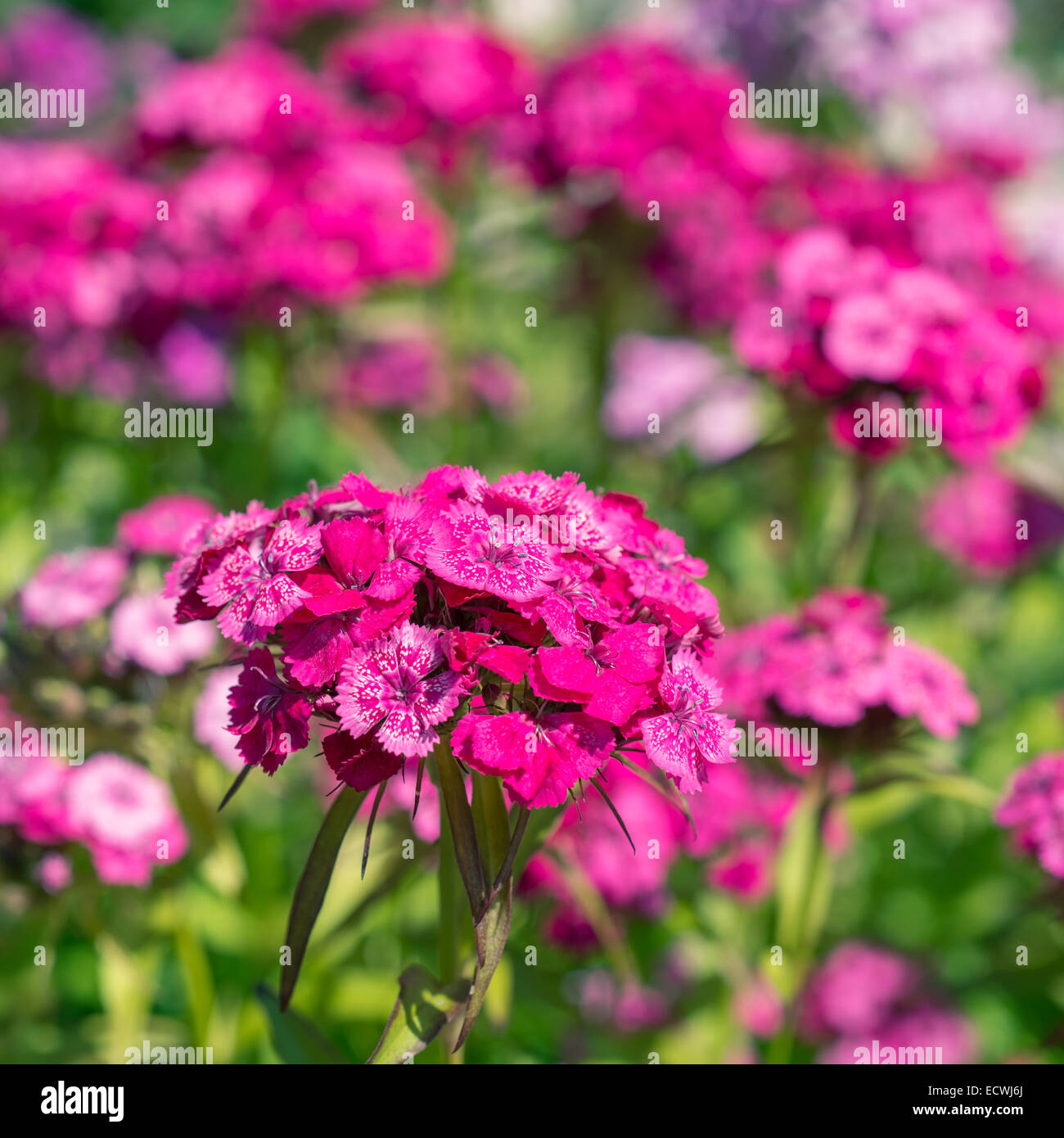 Flowers Dianthus barbatus in nature Stock Photo - Alamy