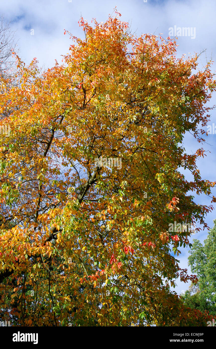 Nyssa sylvatica ( Black Tupelo, Black Gum or Sour Gum Tree ) in Autumn ...