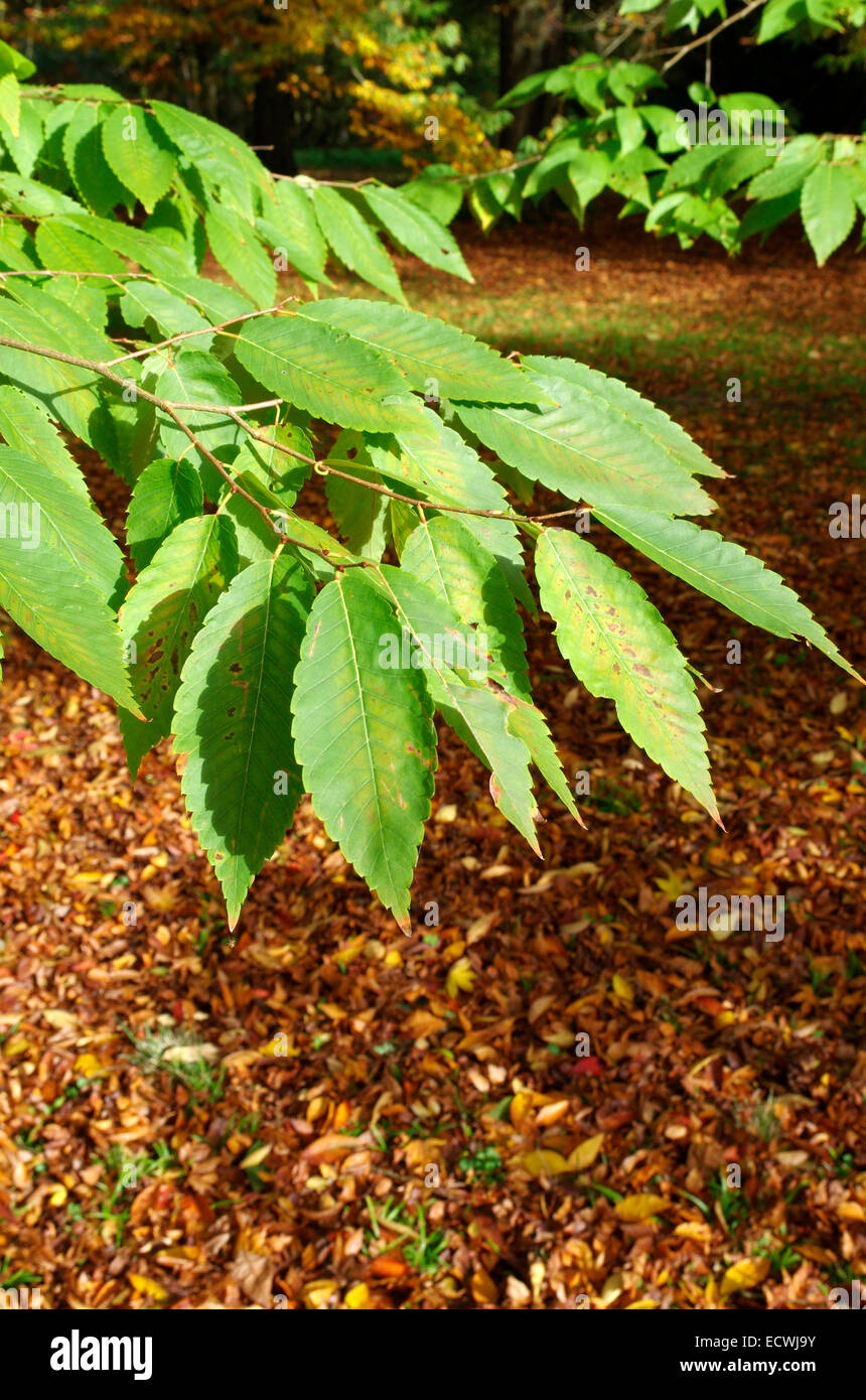 Zelkova serrata keaki ( Japanese Zelkova Tree Stock Photo - Alamy