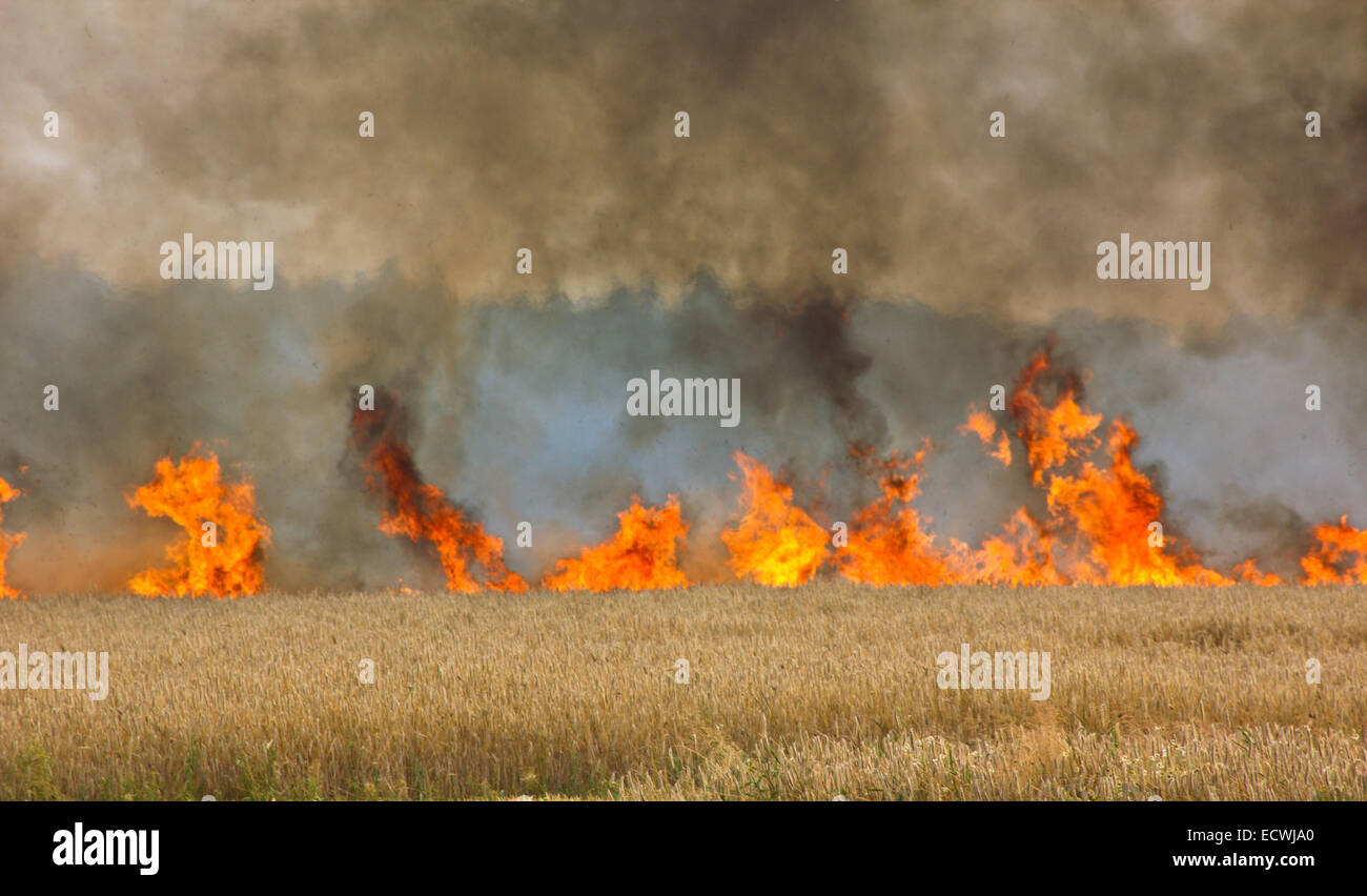 A burning cornfield Stock Photo - Alamy