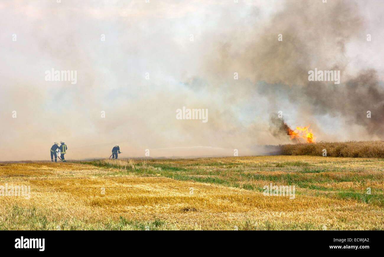 A burning cornfield is cleared Stock Photo - Alamy