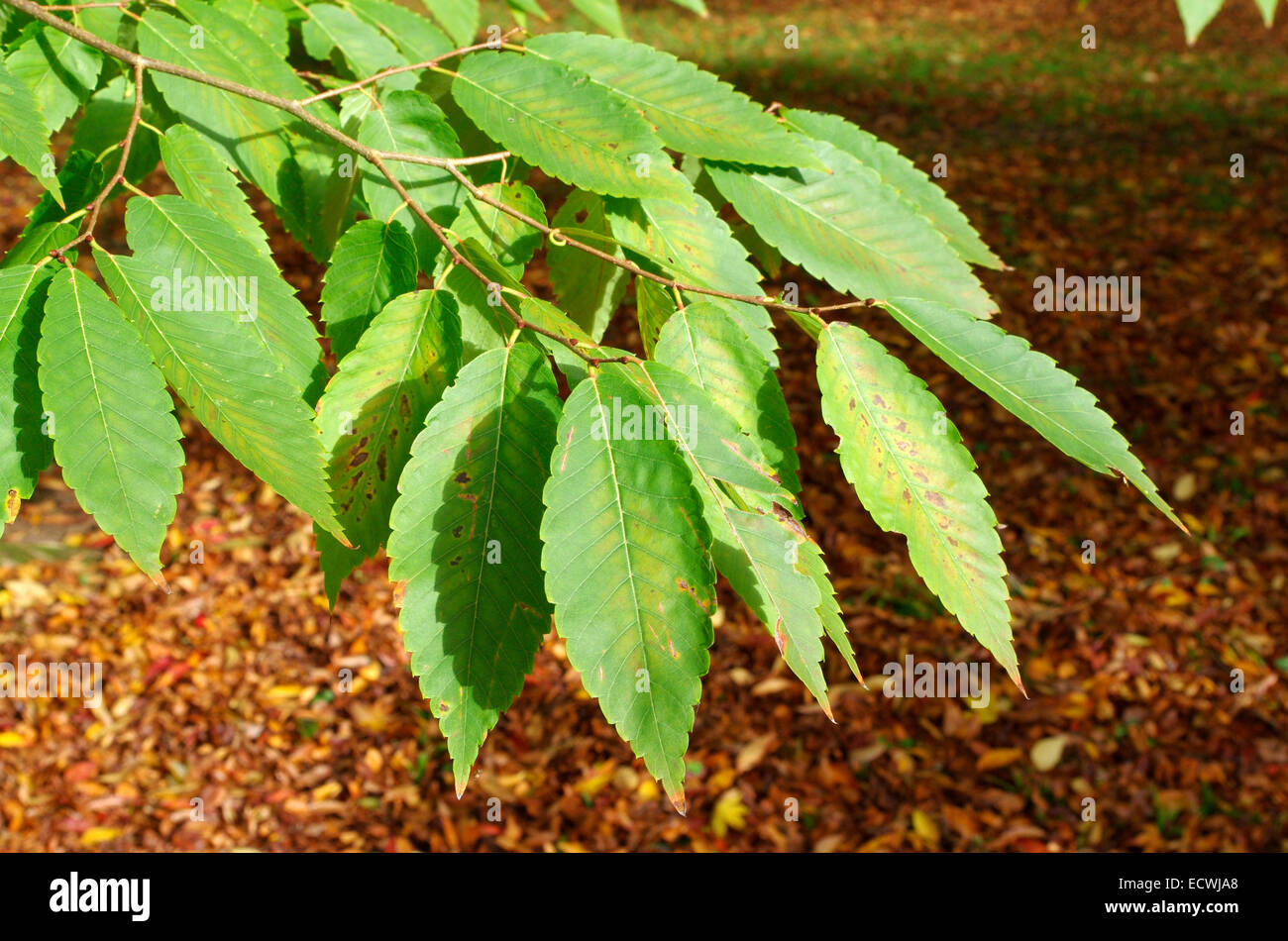 Zelkova Serrata Leaf