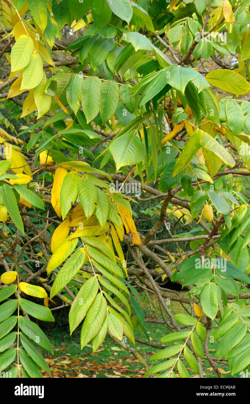 Japanese walnut tree leaves hi-res stock photography and images - Alamy