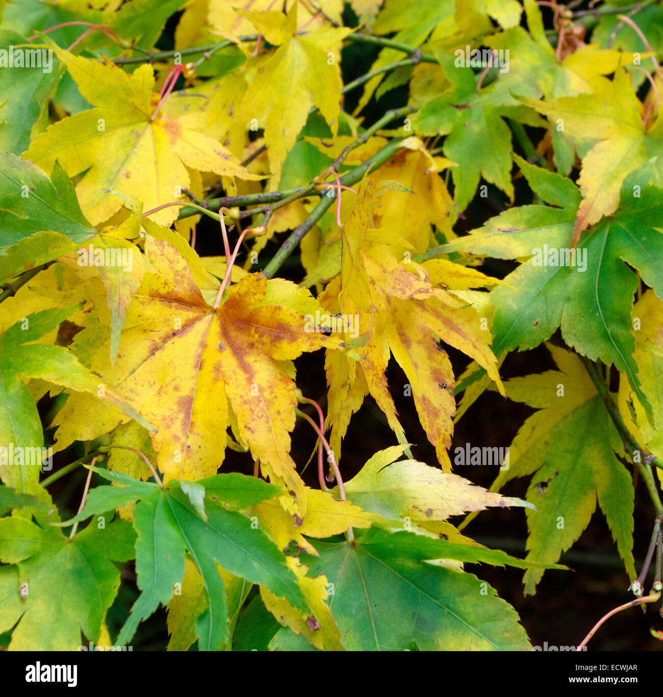 Acer palmatum 'Mizu Kuguri' Japanese Maple Stock Photo - Alamy