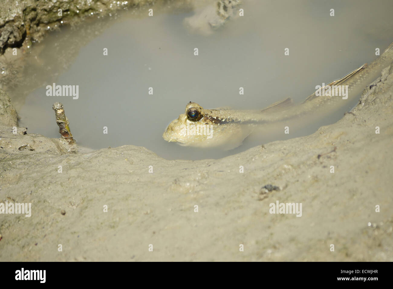 Portrait of a Giant Mudskipper Stock Photo - Alamy