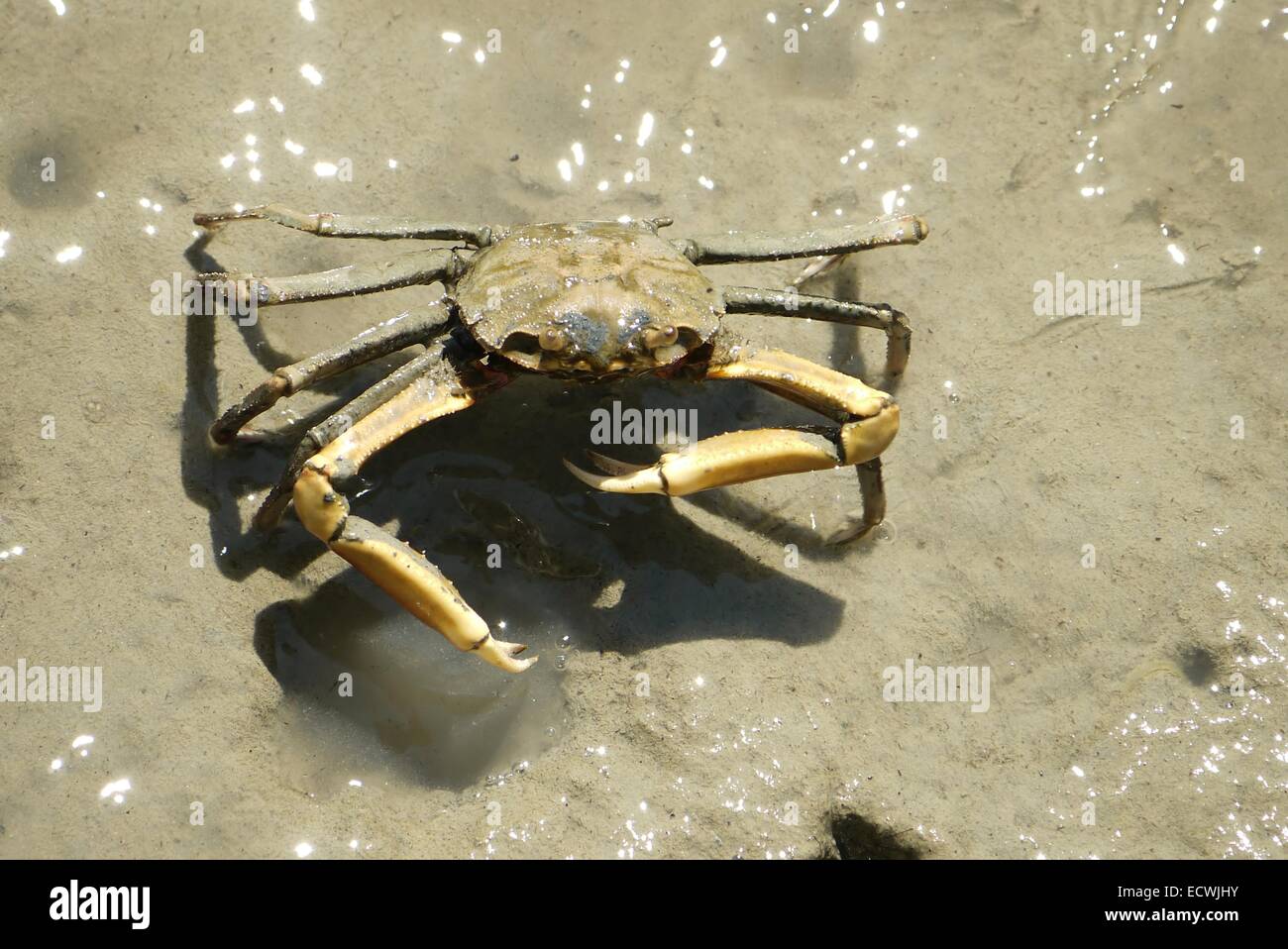 Portrait of a Spider Crab Stock Photo - Alamy