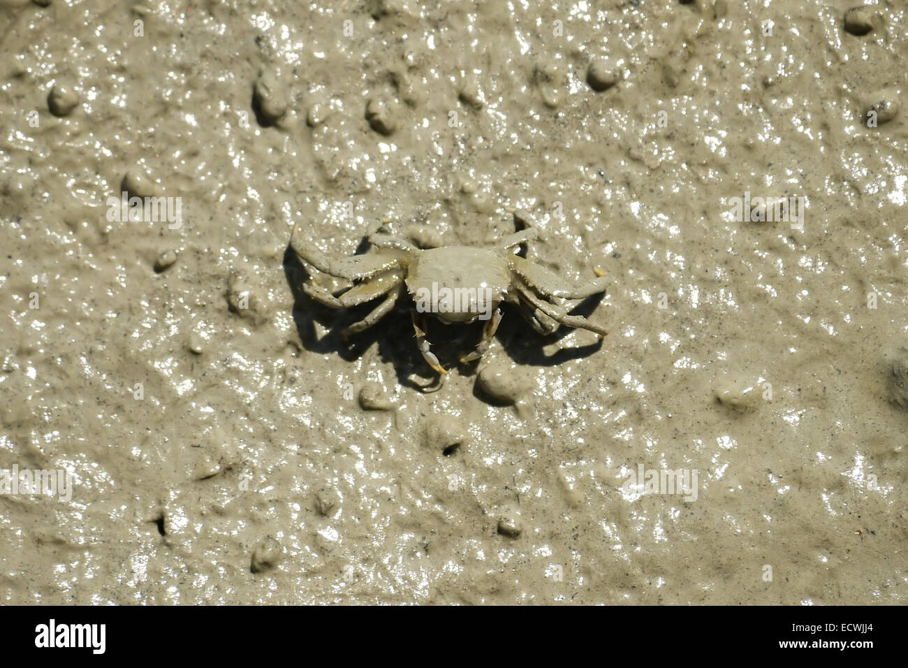 Portrait of a Spider Crab Stock Photo - Alamy