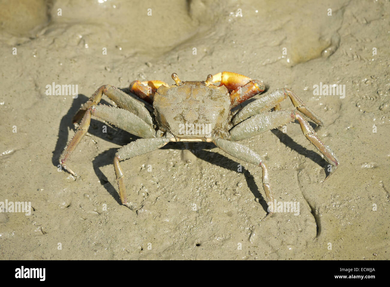 Portrait of a Spider Crab Stock Photo - Alamy