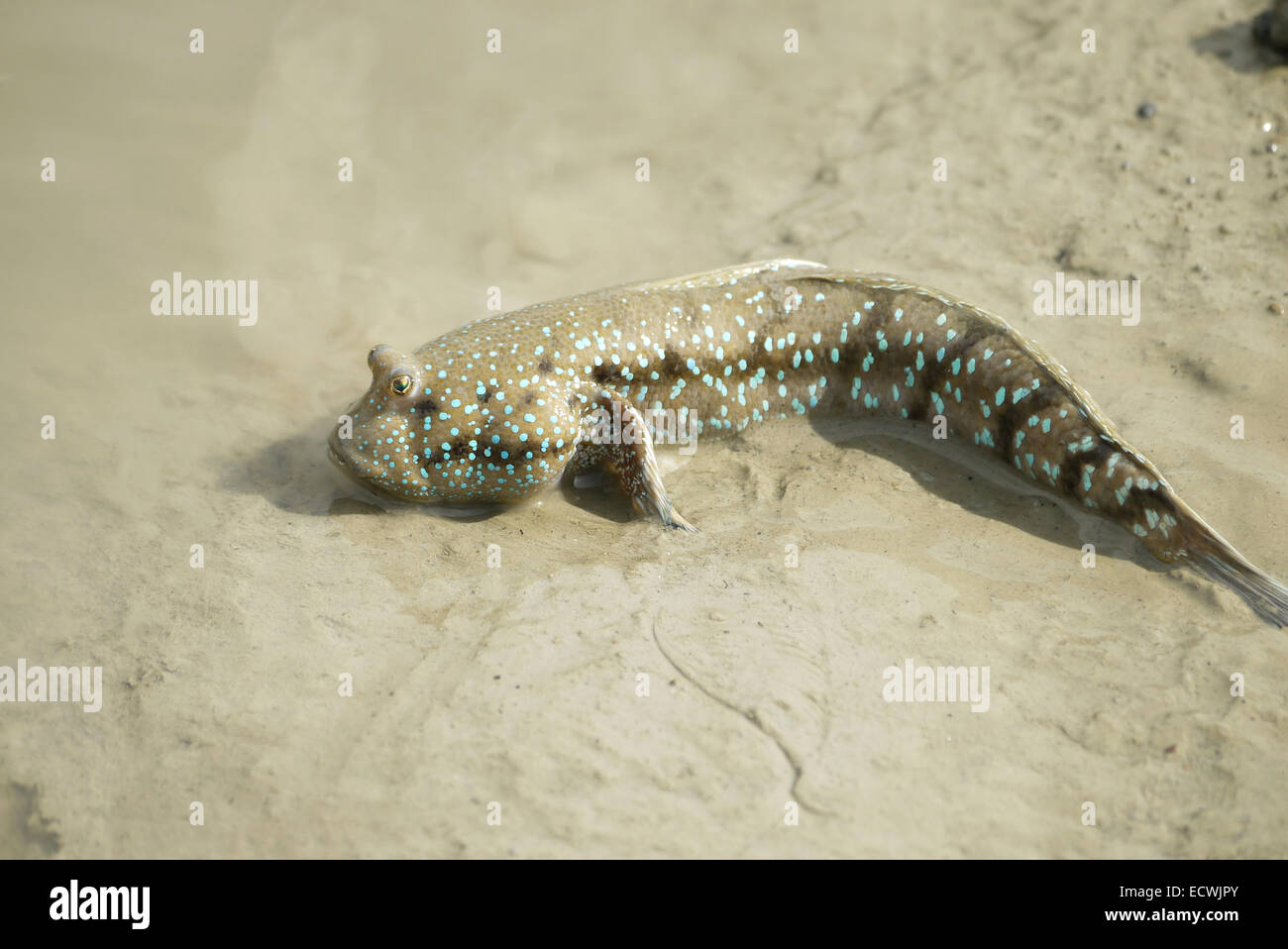 A Blue Spotted Mud Skipper Stock Photo - Alamy