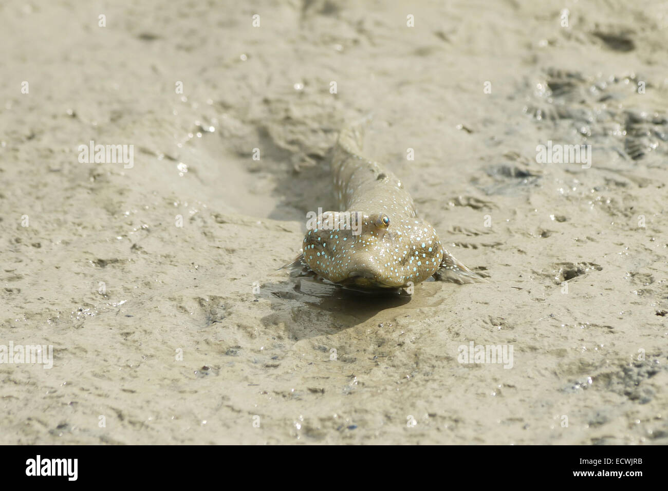 A Blue Spotted Mud Skipper Stock Photo - Alamy