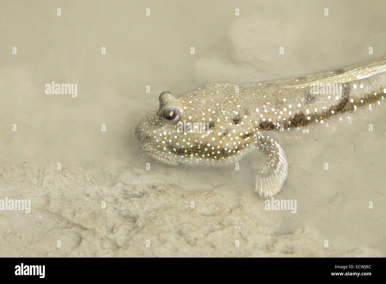 Blue Spotted Mudskipper