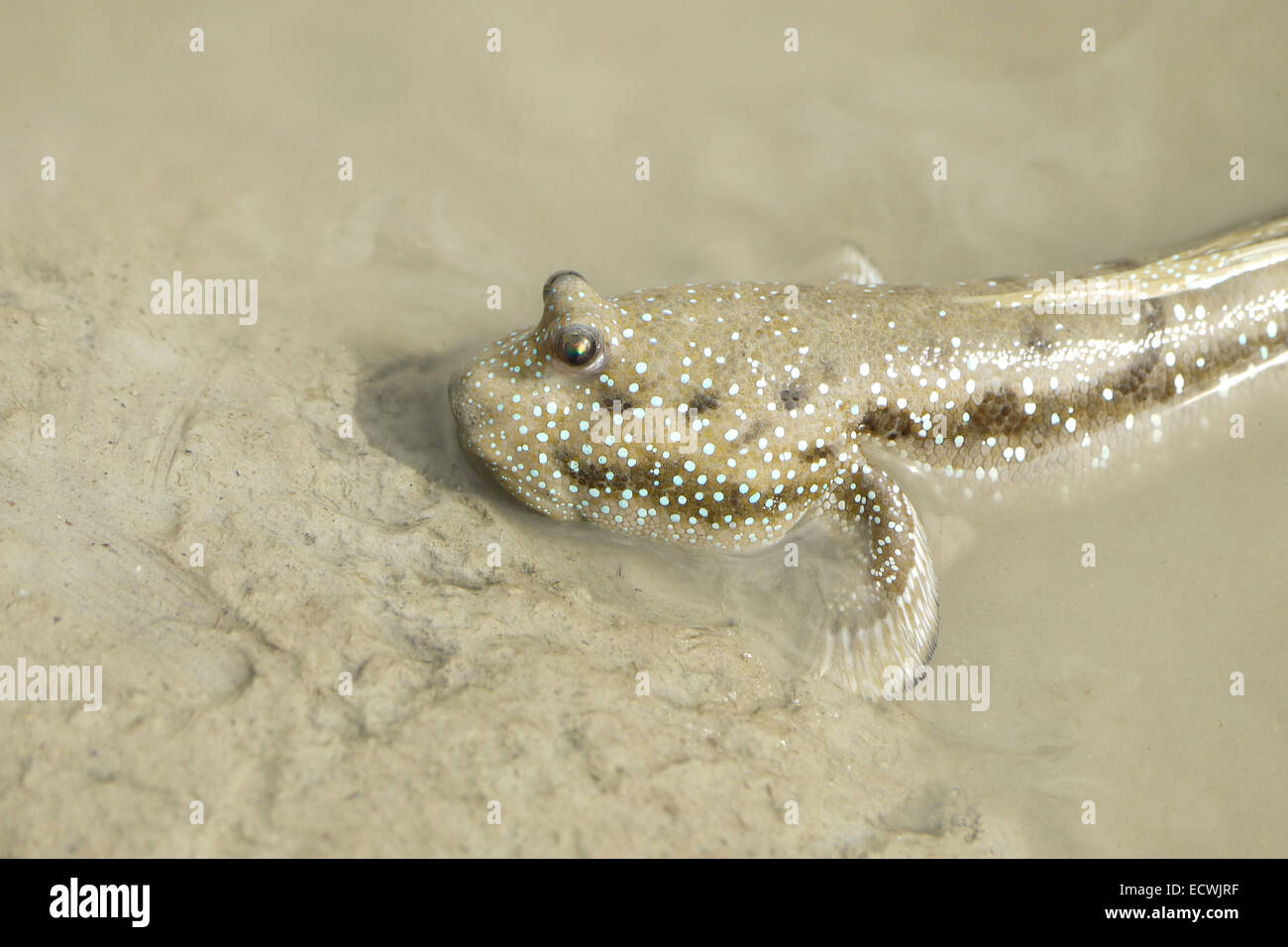 Blue Spotted Mudskipper