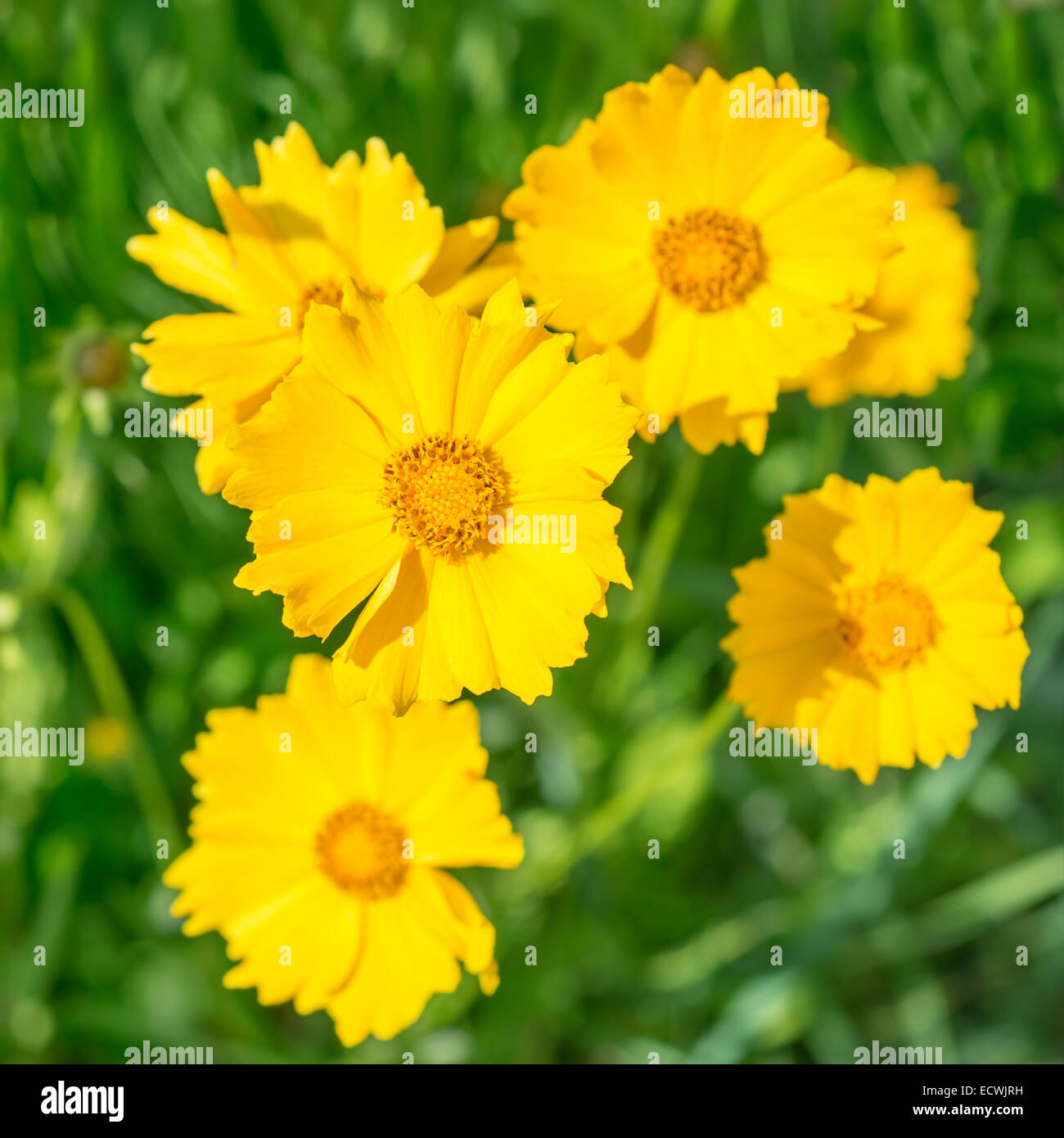 Flowers yellow Heliopsis in the Garden Stock Photo - Alamy