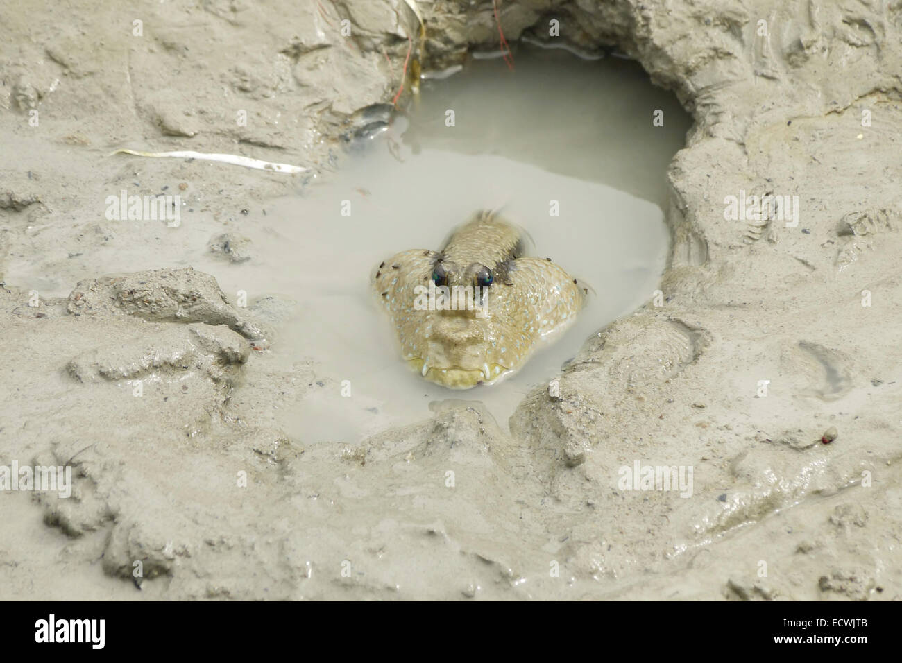 Portrait of a Giant Mud Skipper Stock Photo - Alamy