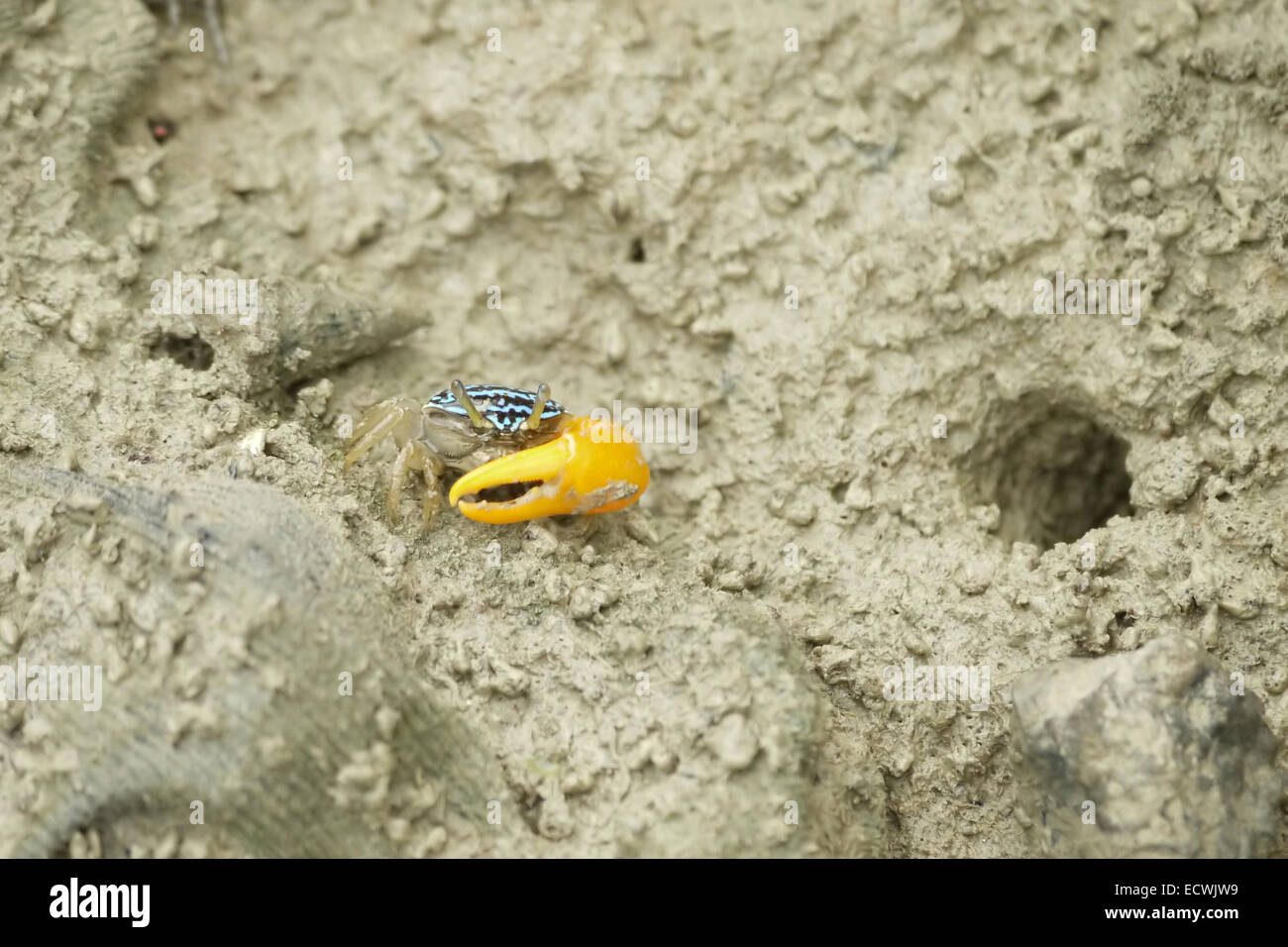 A Blue Fiddler Crab Stock Photo - Alamy