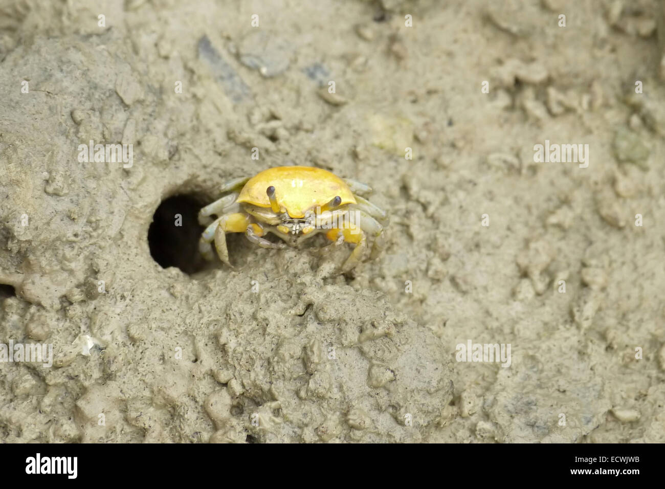 A Yellow Fiddler Crab Stock Photo - Alamy