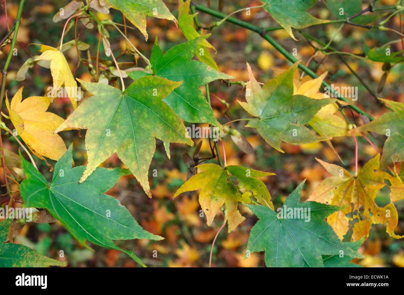 Acer palmatum 'Shigarami' Japanese Maple Stock Photo - Alamy