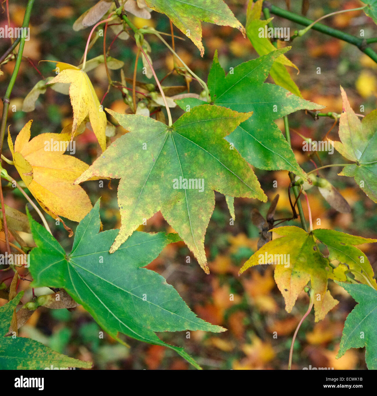 Acer palmatum 'Shigarami' Japanese Maple Stock Photo - Alamy
