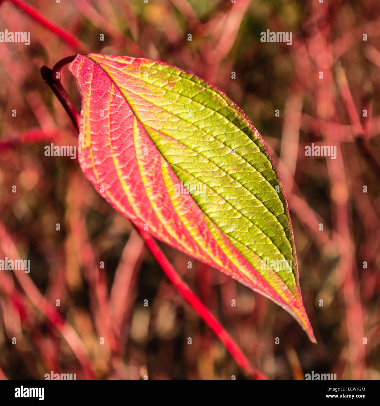 a beutiful leaf in summer Stock Photo - Alamy
