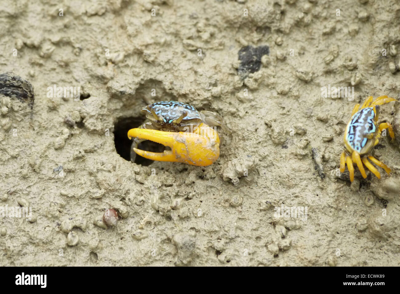 A Blue Fiddler Crab Stock Photo - Alamy