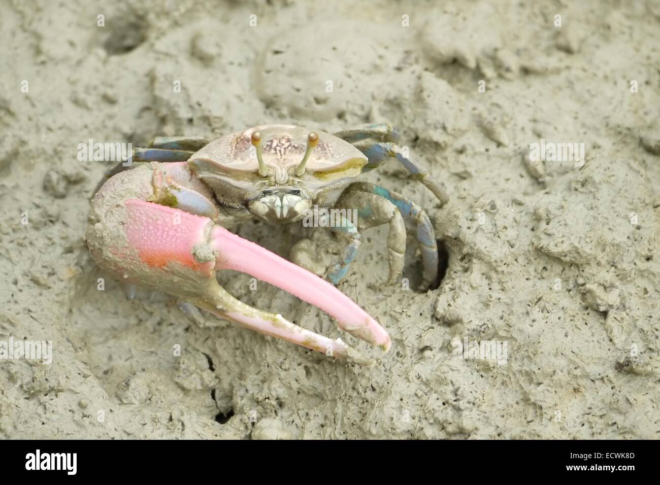 A Red Fiddler Crab Stock Photo - Alamy