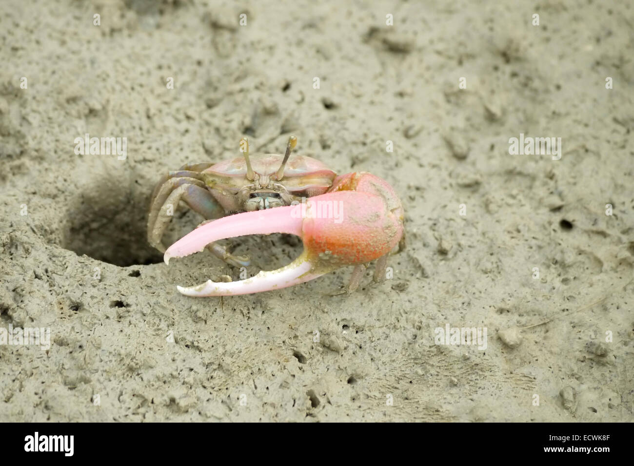 A Red Fiddler Crab Stock Photo - Alamy