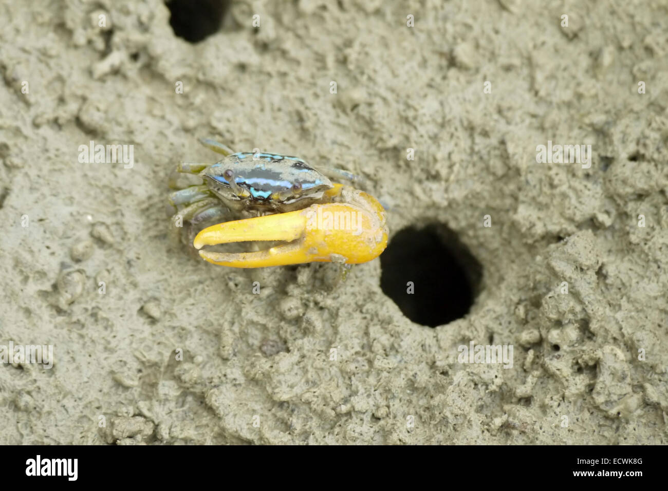 A Blue Fiddler Crab Stock Photo - Alamy