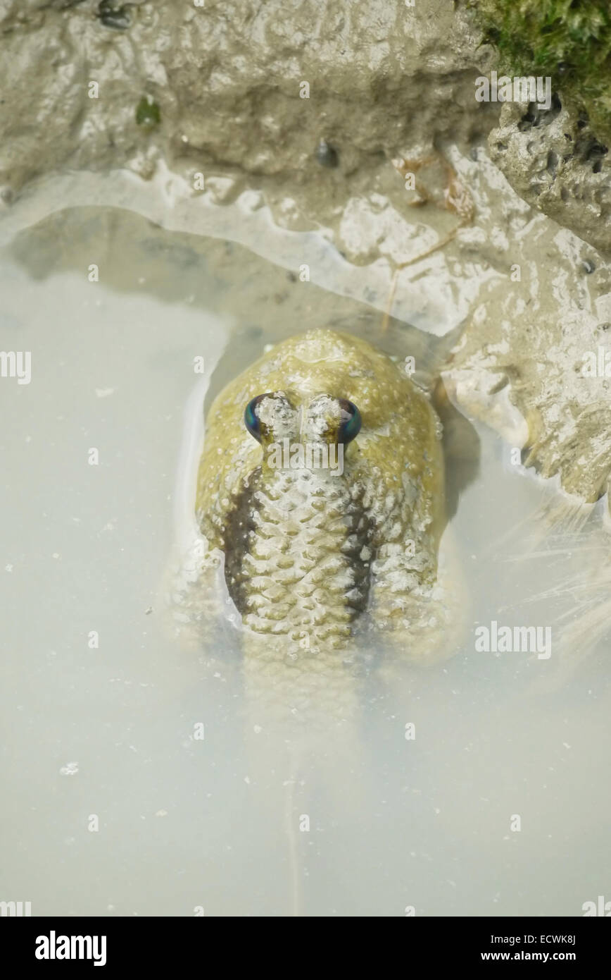 Portrait of a Giant Mudskipper Stock Photo - Alamy