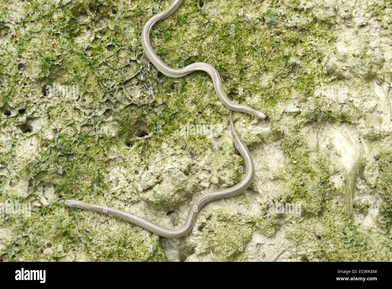 Sea snake hi-res stock photography and images - Alamy
