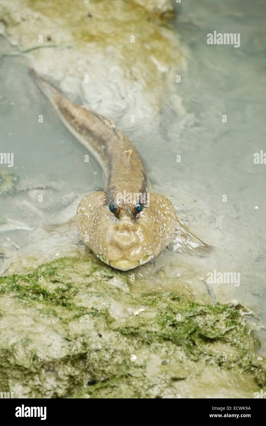 Portrait of a Giant Mud Skipper Stock Photo - Alamy