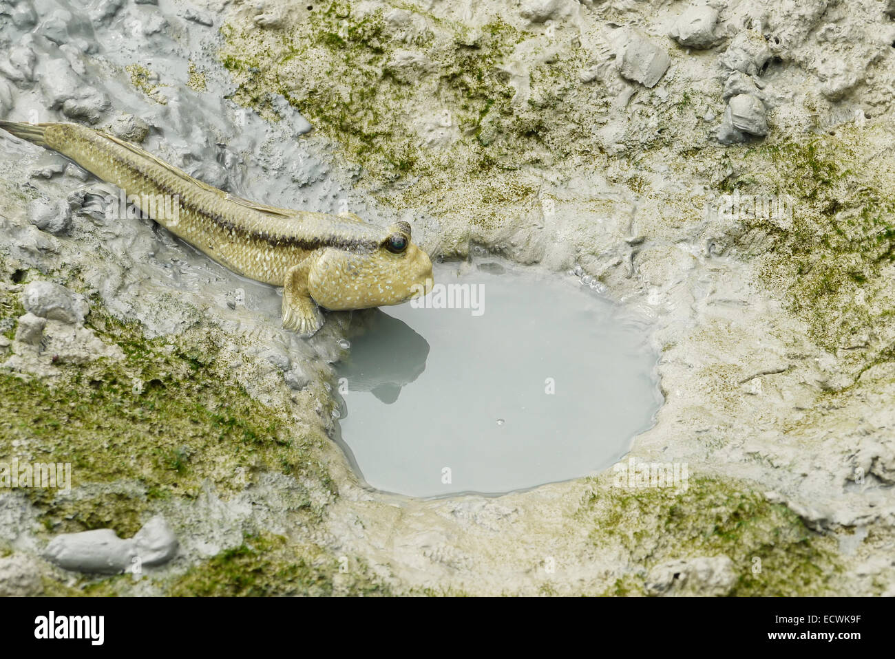 Mudskipper portrait hi-res stock photography and images - Alamy