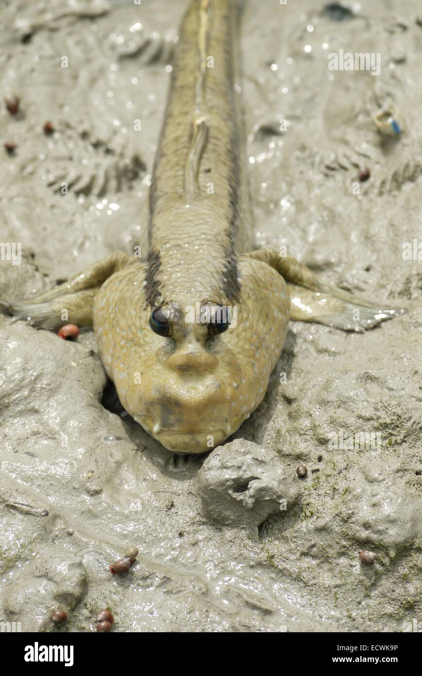 Portrait of a Giant Mud Skipper Stock Photo - Alamy