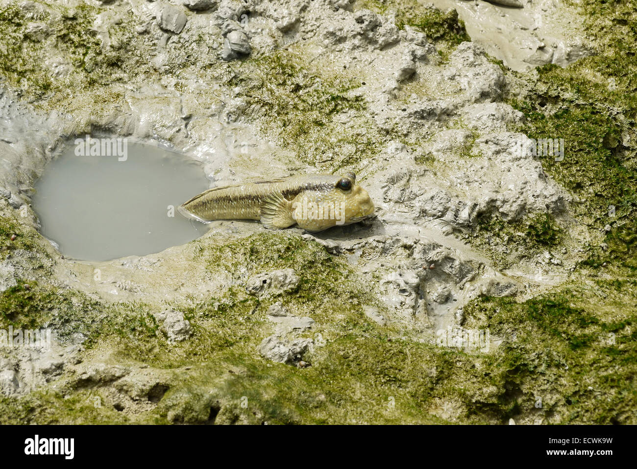 Mudskipper portrait hi-res stock photography and images - Alamy