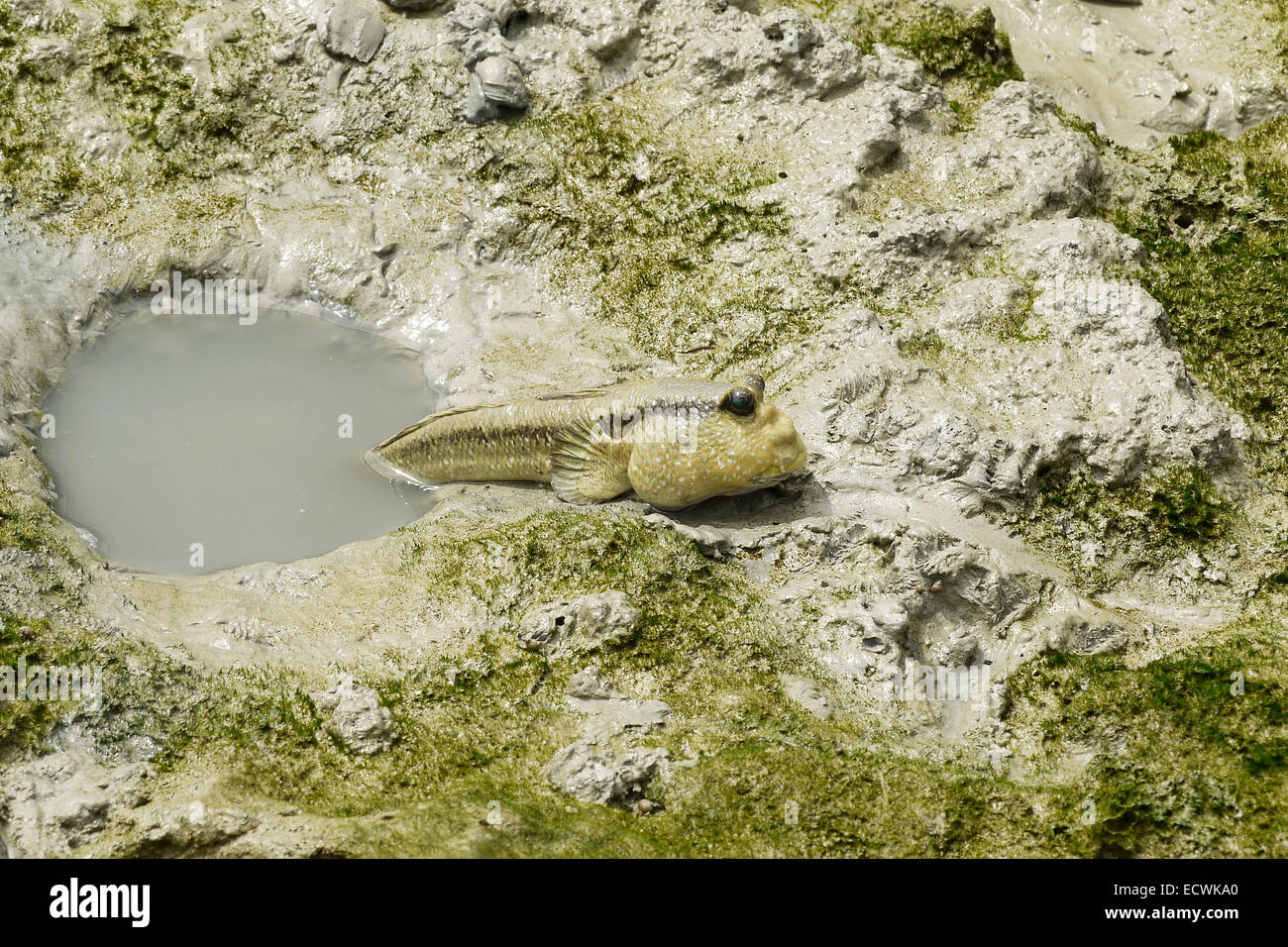 Mudskipper hi-res stock photography and images - Alamy