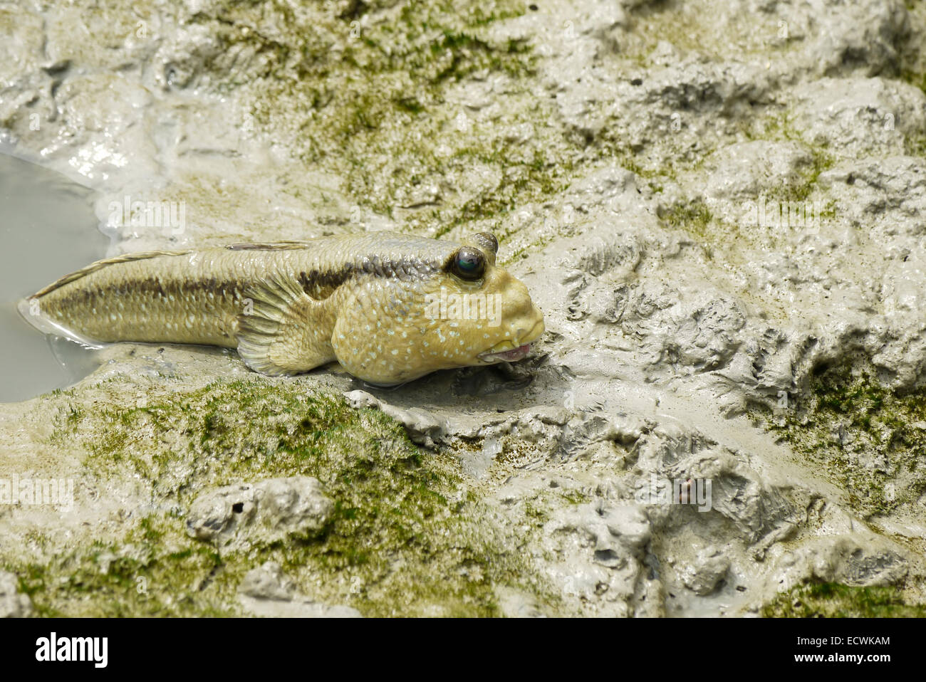 Portrait of a Giant Mud Skipper Stock Photo - Alamy