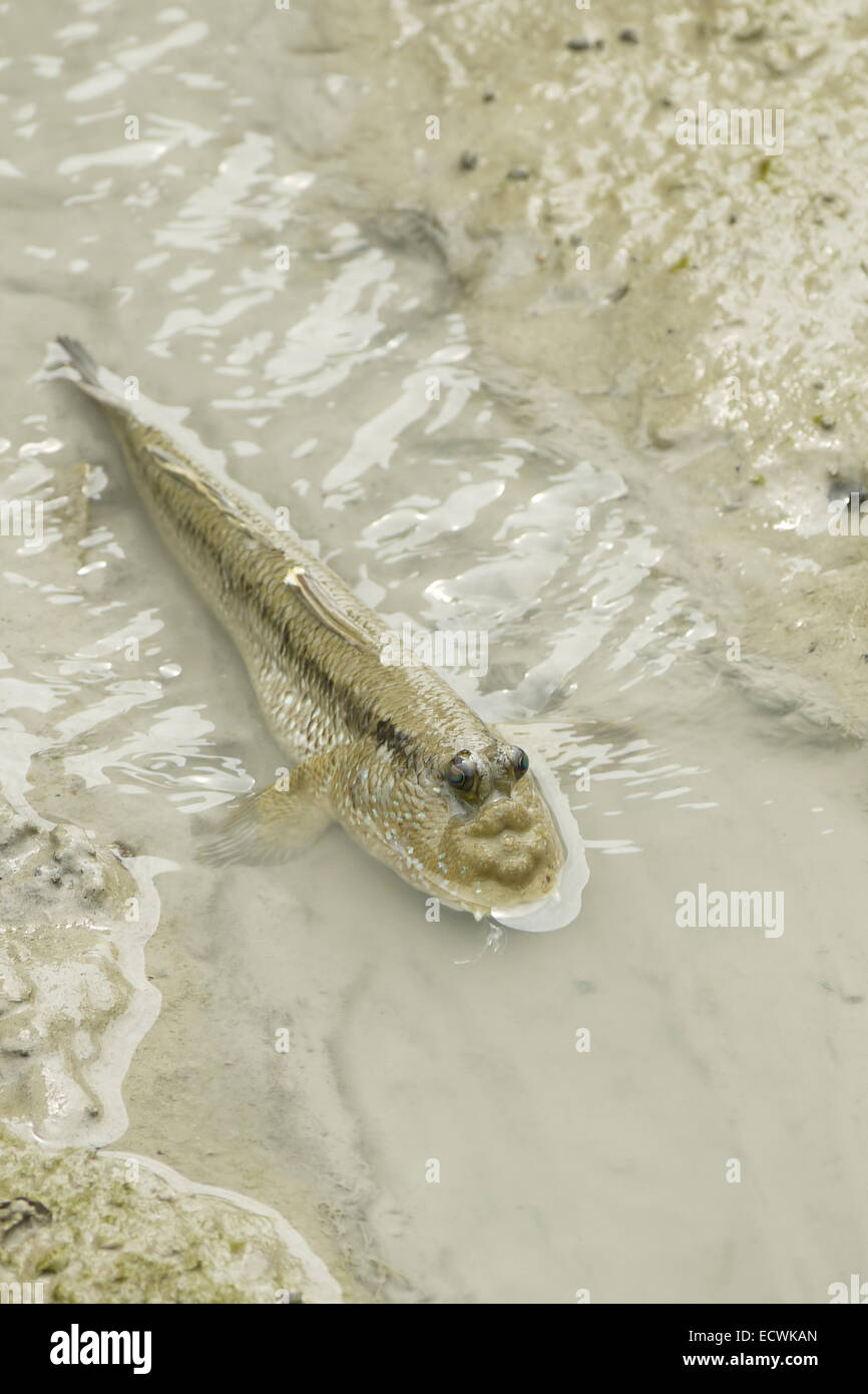 Portrait of a Giant Mudskipper Stock Photo - Alamy