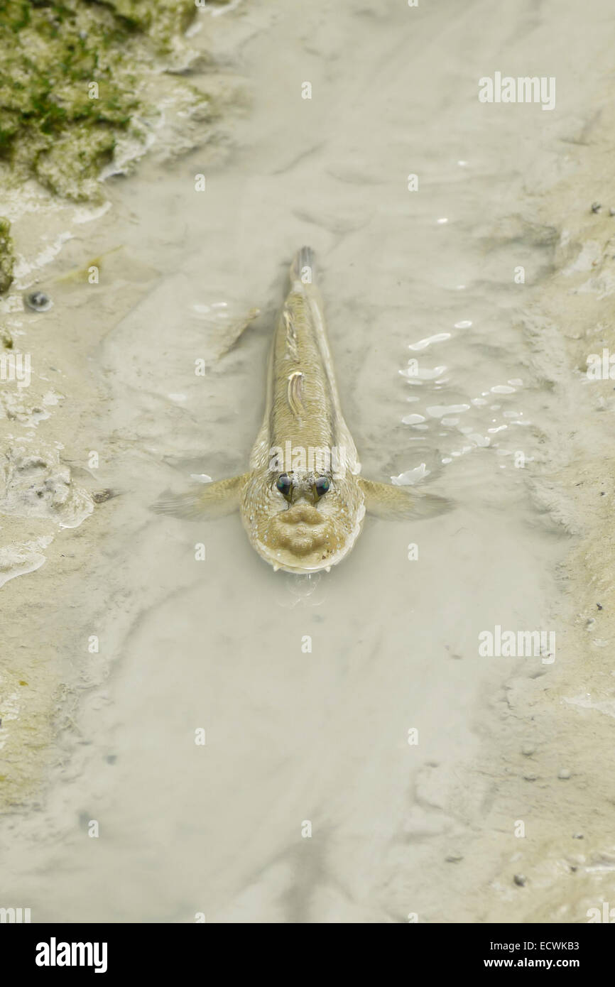 Mudskipper portrait hi-res stock photography and images - Alamy