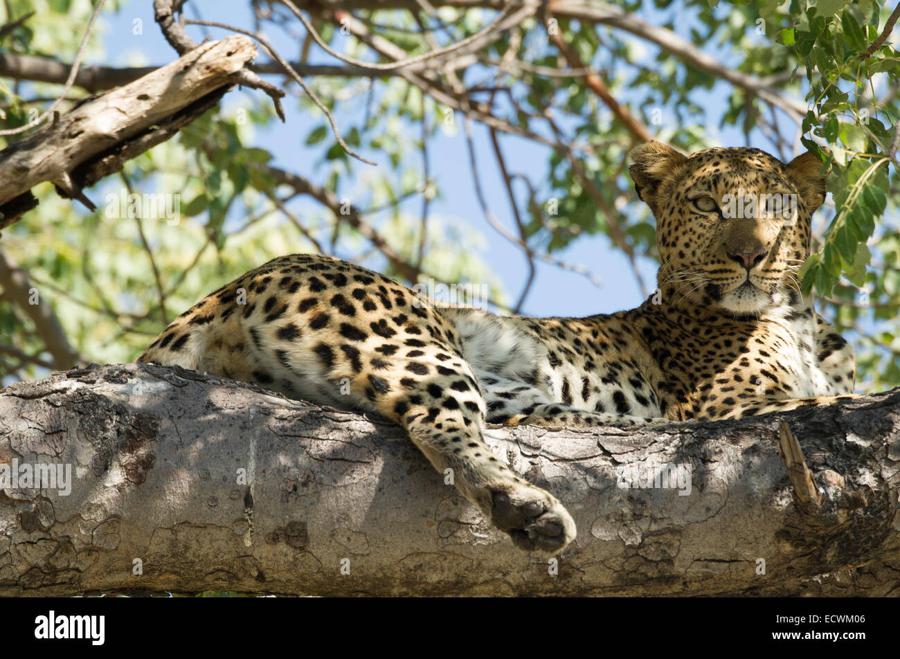 African leopard (Panthera leo) in tree in okavango delta in botswana ...