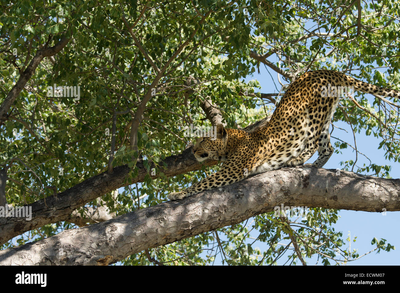 African leopard (Panthera leo) in tree in okavango delta in botswana ...