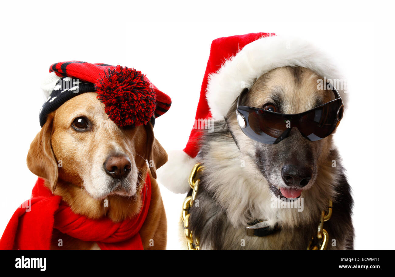 Loppy and Charlie dressed up for Christmas Stock Photo - Alamy