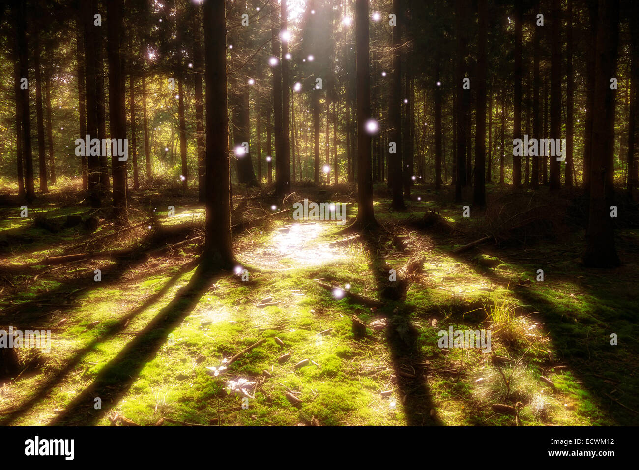 sunlight in a magic forest Stock Photo - Alamy