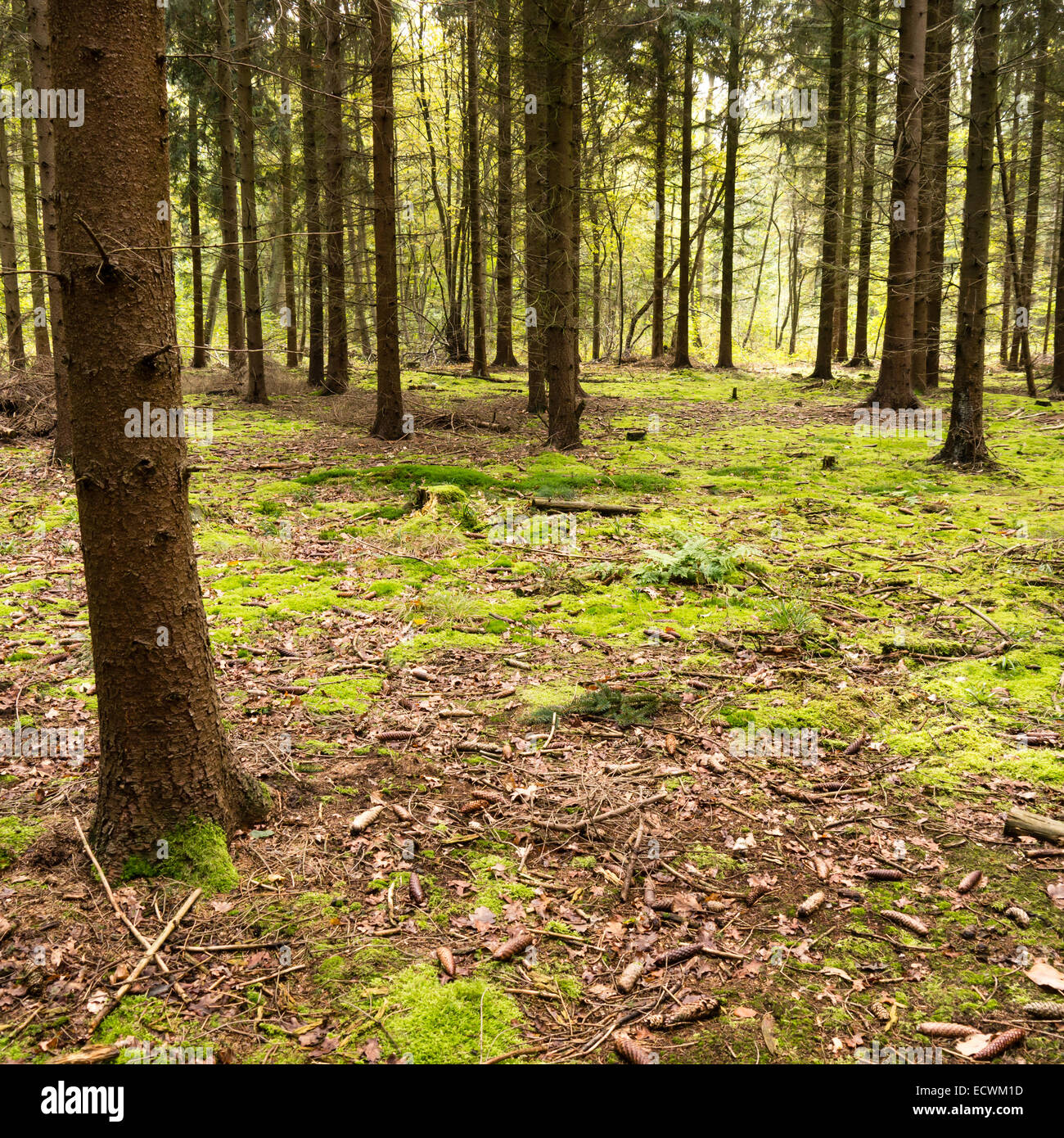moss on a forest floor Stock Photo - Alamy