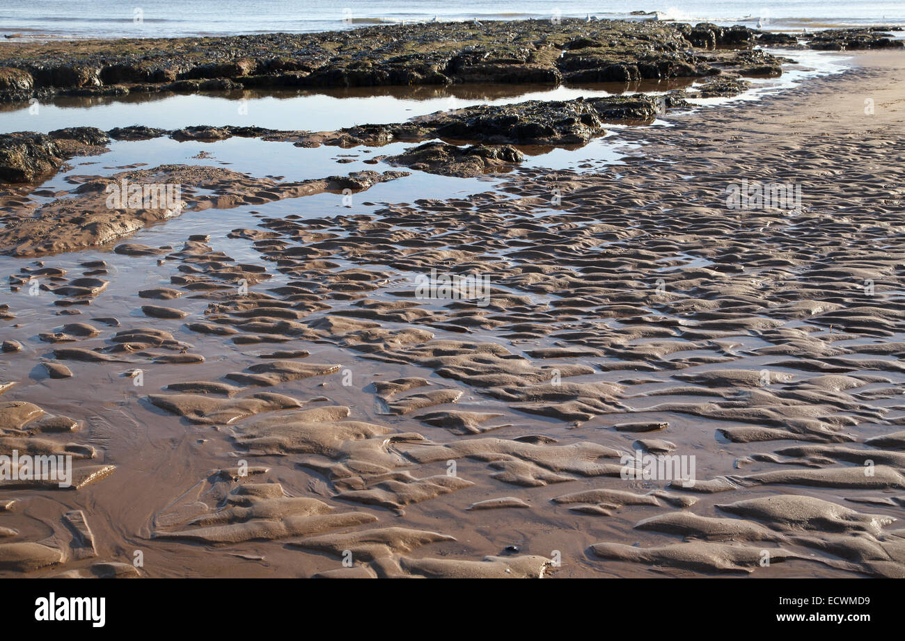 Rock pools exmouth beach devon hi-res stock photography and images - Alamy