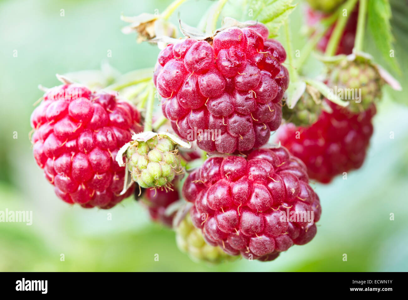 Fruit summer to autumn hi-res stock photography and images - Alamy