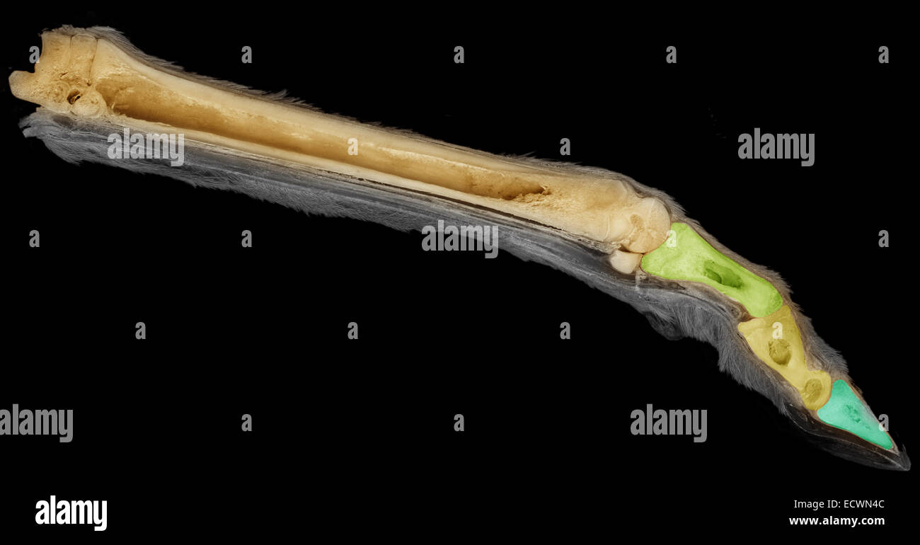 Anatomical specimen showing a sectioned deer leg Stock Photo - Alamy